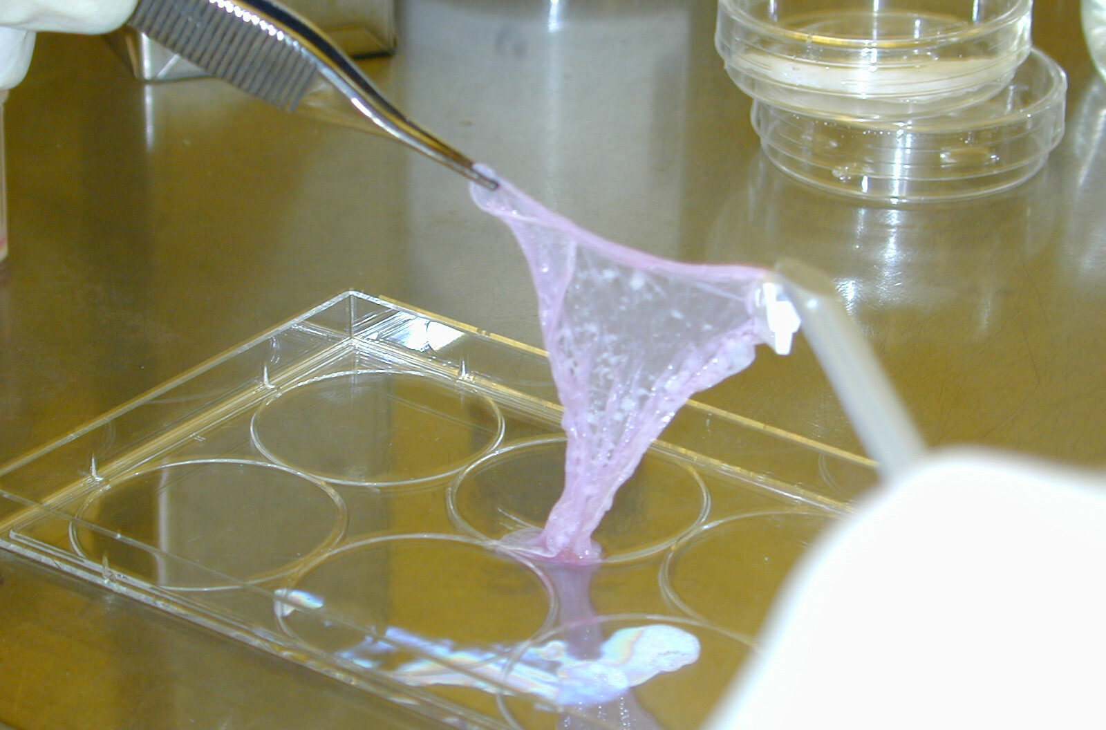 FACT | Victimless Leather (2004)