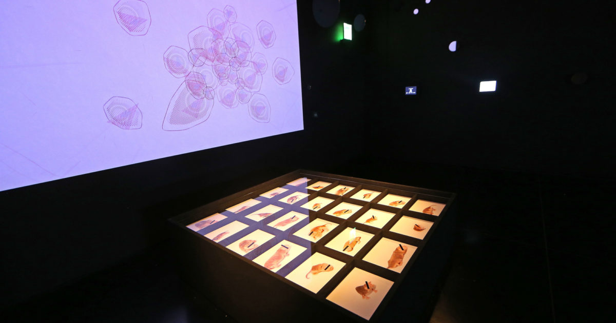 FACT | Rodent Activity Transmissions (RAT) systems (2016 - ongoing)