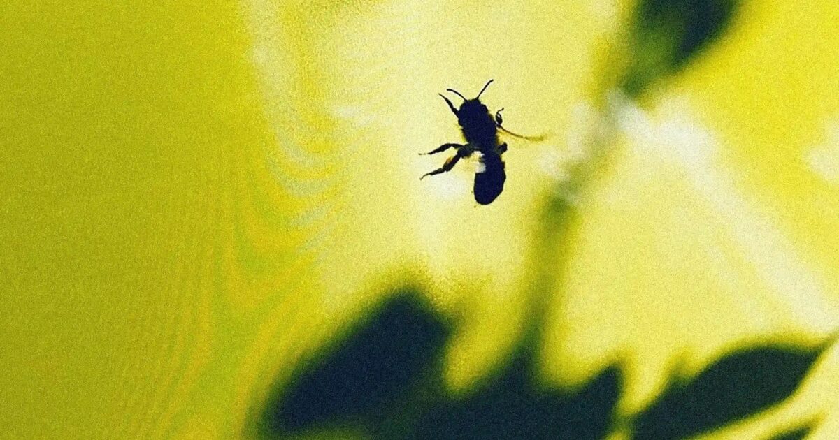 FACT | Remember Nature