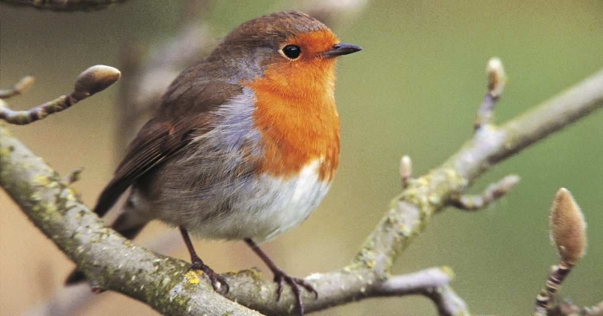 FACT | Blog: Chris Tynan from RSPB Liverpool