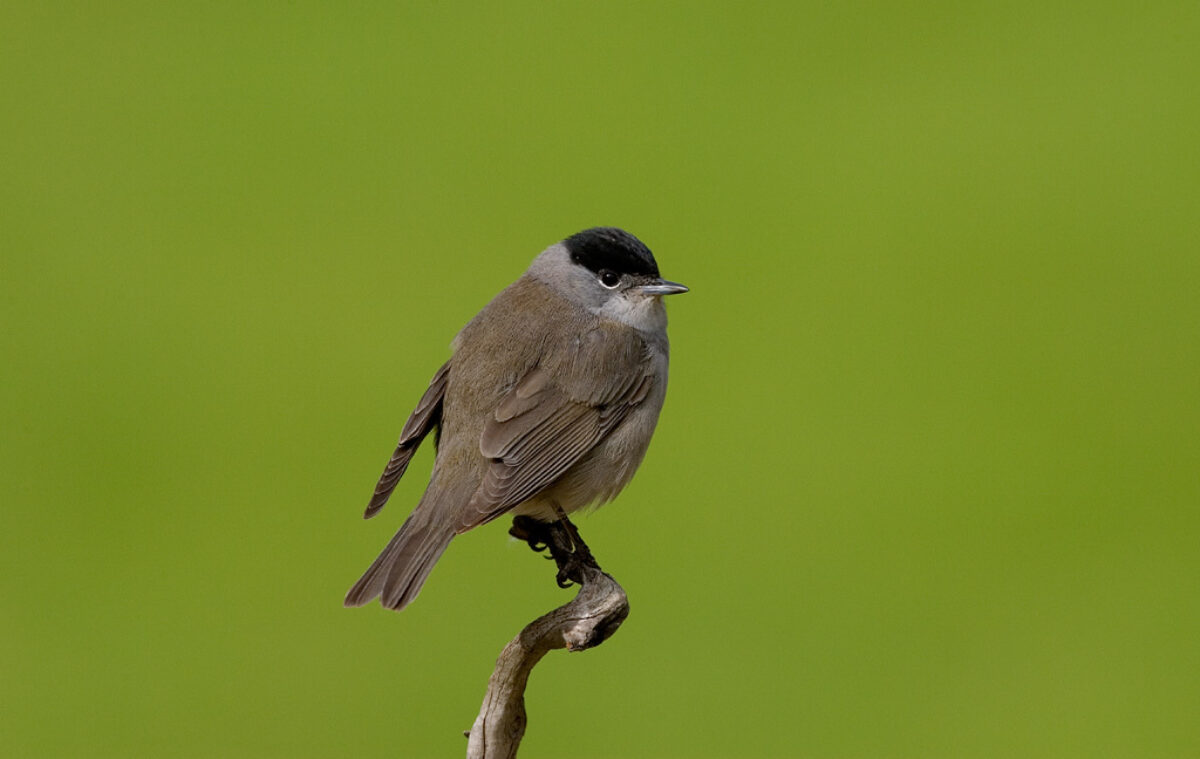 FACT | Blog: Chris Tynan from RSPB Liverpool