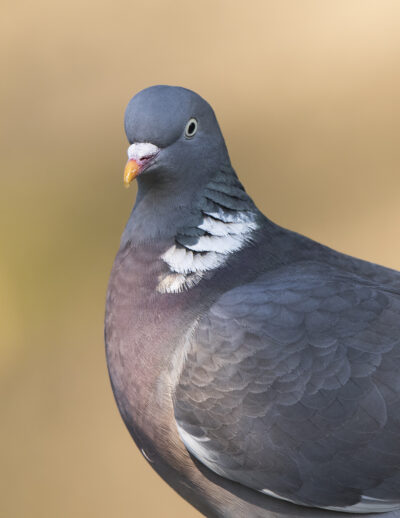 FACT | Blog: Chris Tynan from RSPB Liverpool